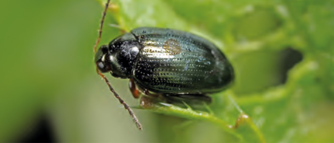 Gelbfangschale im Raps: Im Feld sein, ohne im Feld zu sein | Bayer ...