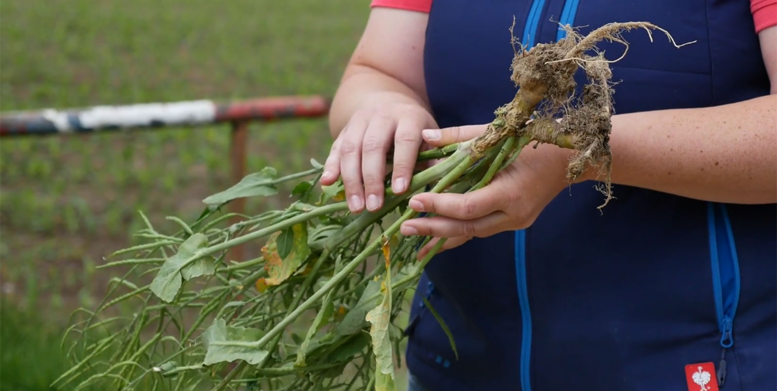 Die Kohlhernie dehnt sich vor allem in den maritimen Klimaregionen in ...