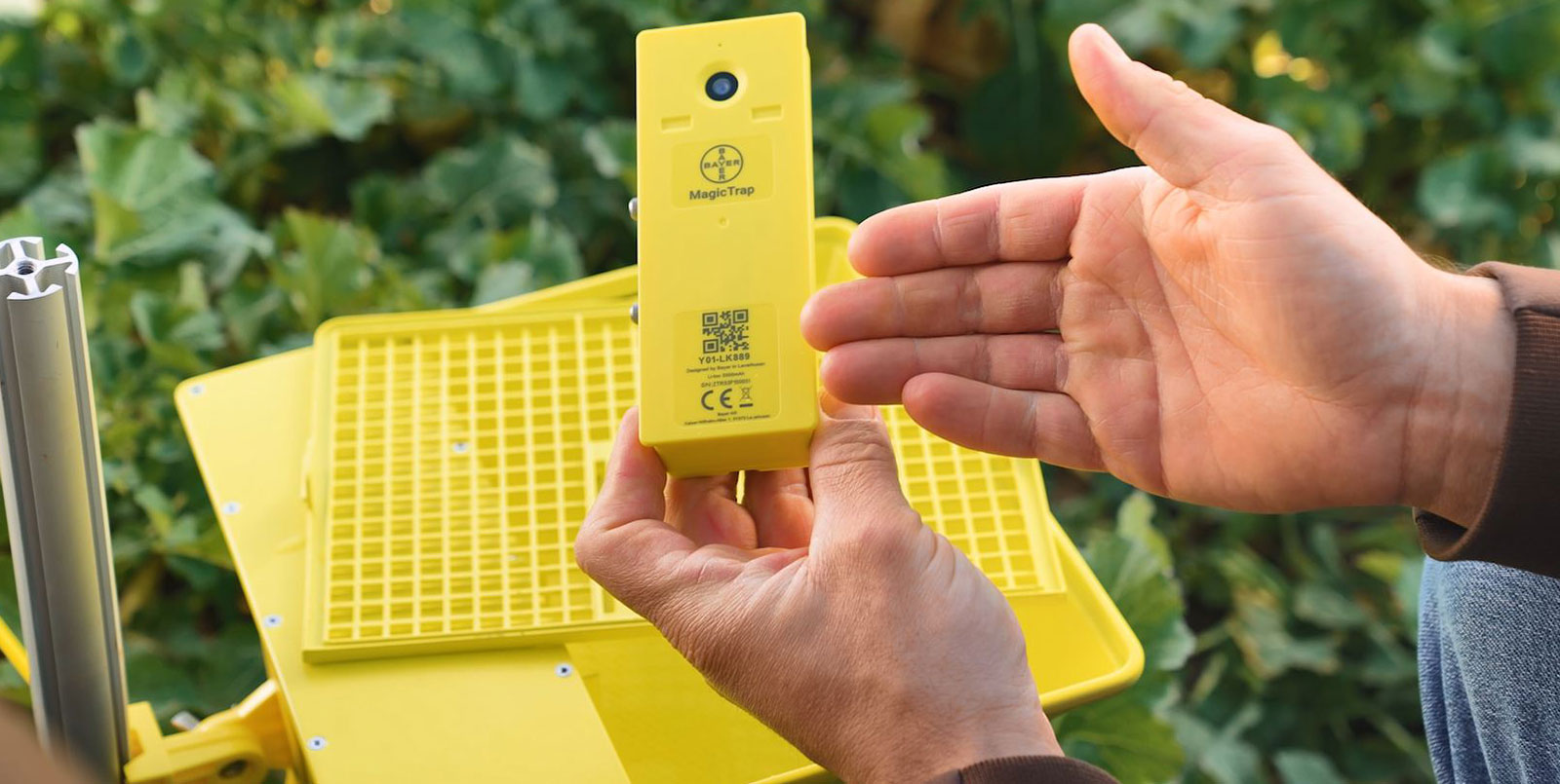 Gelbfangschale im Raps: Im Feld sein, ohne im Feld zu sein | Bayer ...